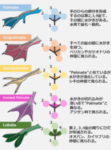 何種類あるの？？鳥の足の指について | doliNOTE